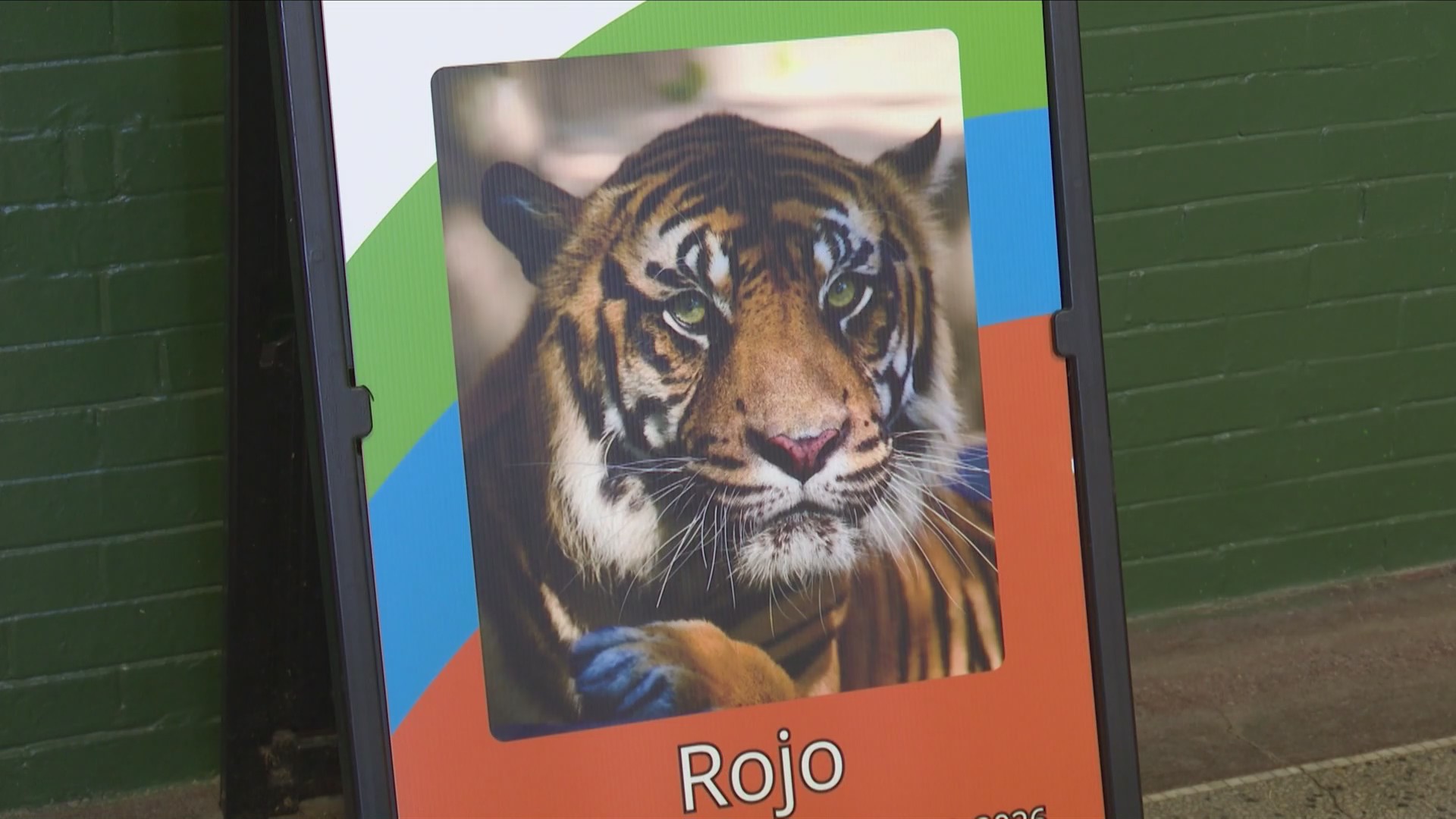 Miller Park Zoo mourns loss of Sumatran tiger Rojo at age 19