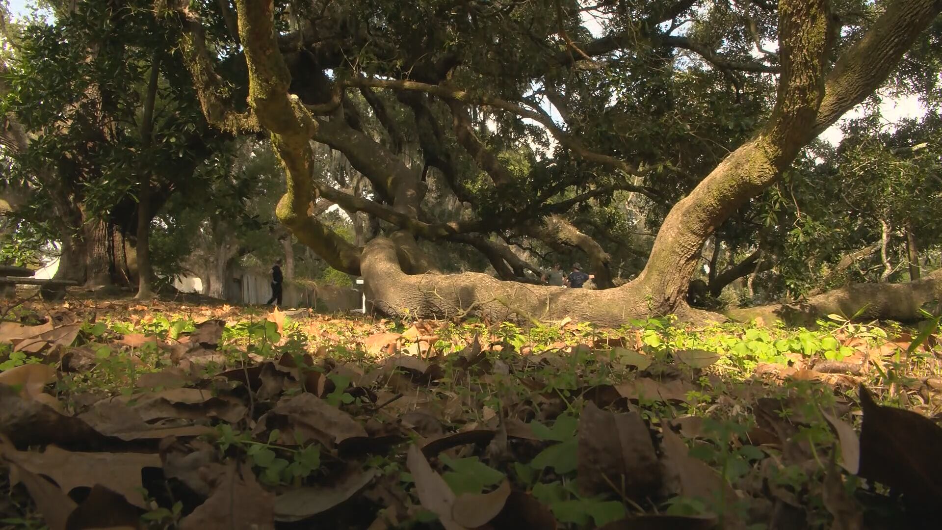 Coast life: Passion for saving trees leads Gulfport man to create the ...