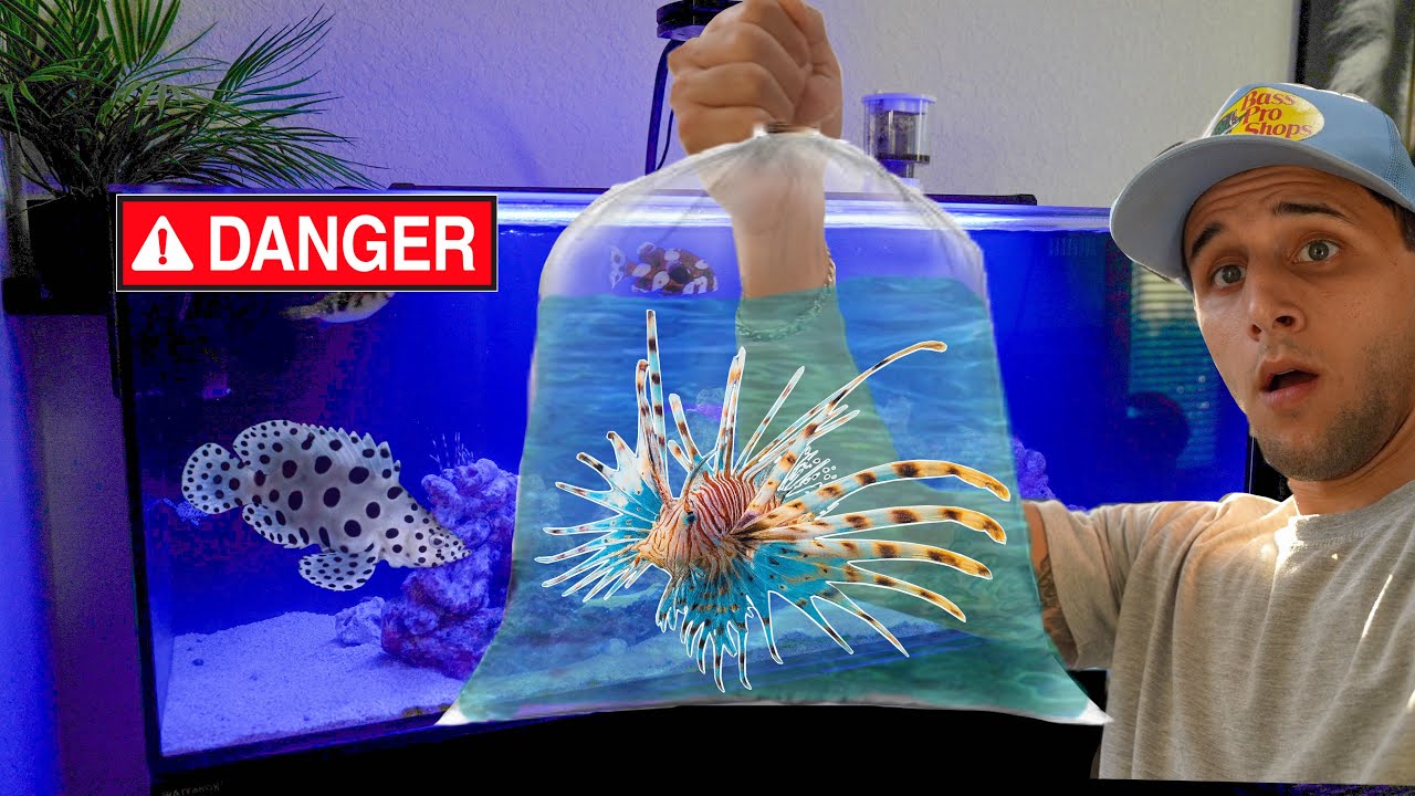I bought the world's most dangerous fish! 🐠