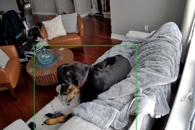 Dangerous battery fire starts feet from dog after pet chews through ...