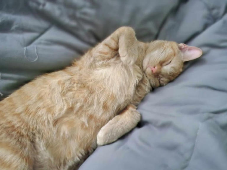 Chesterfield kitten rescued from thorn bush gets a happy ending