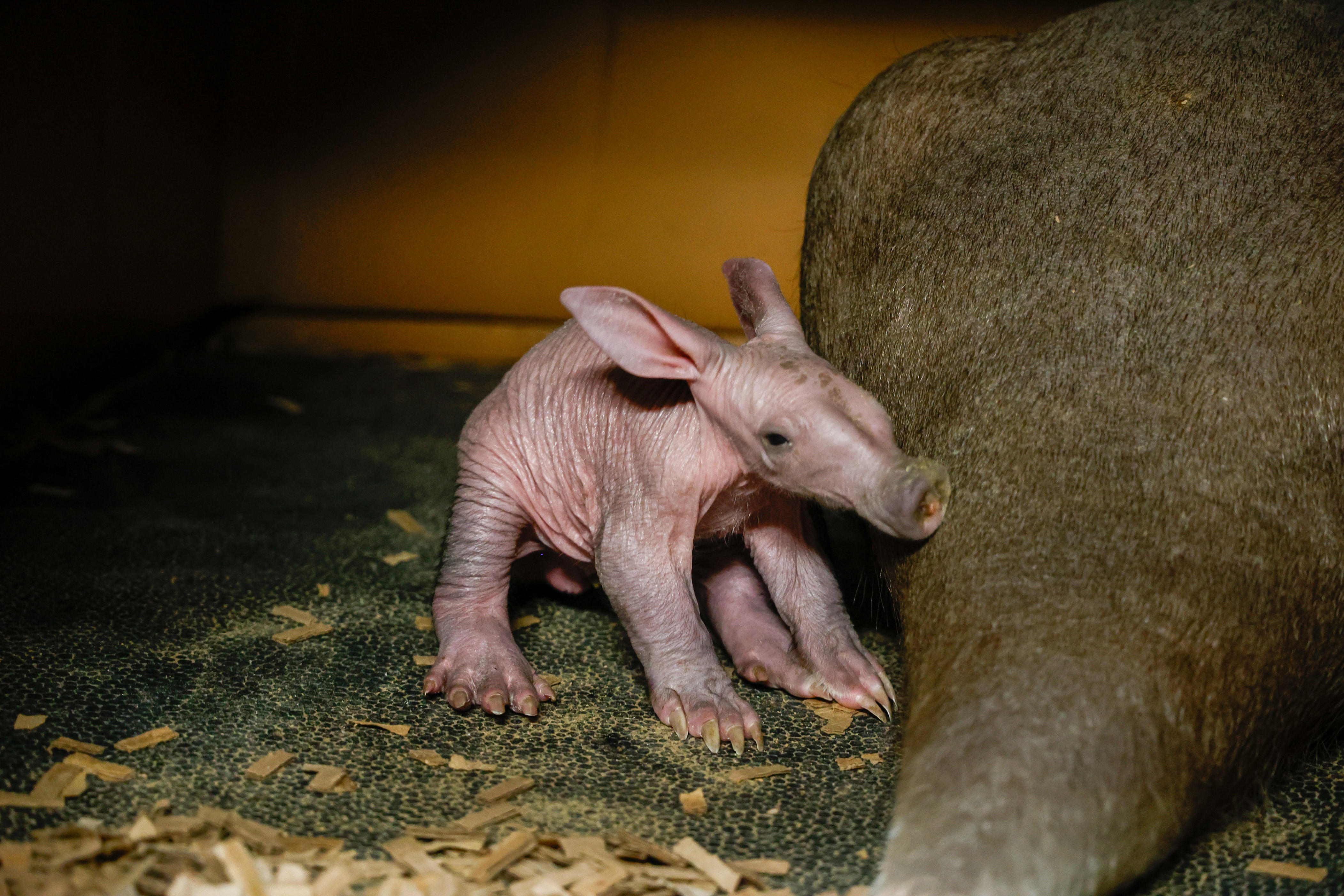 Aardvark calf born on New Year's Day at Nashville Zoo