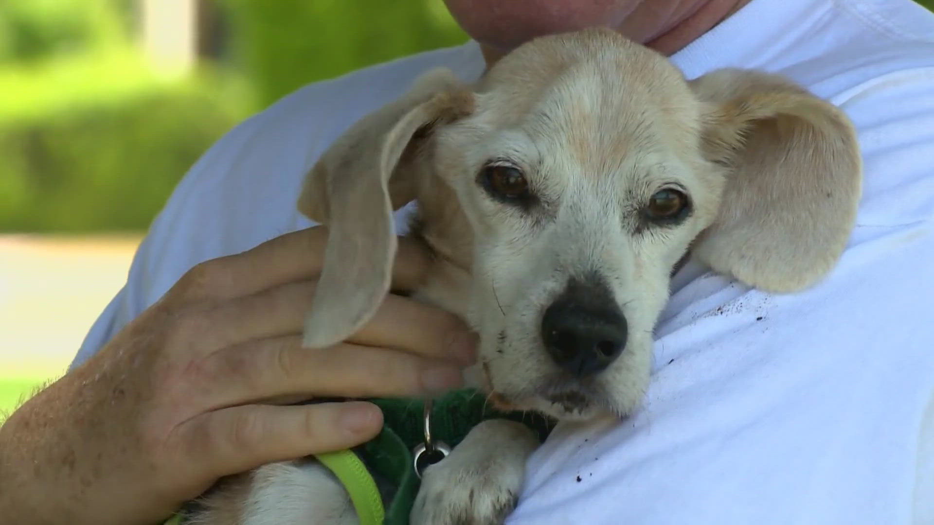 Study: Dogs can learn words