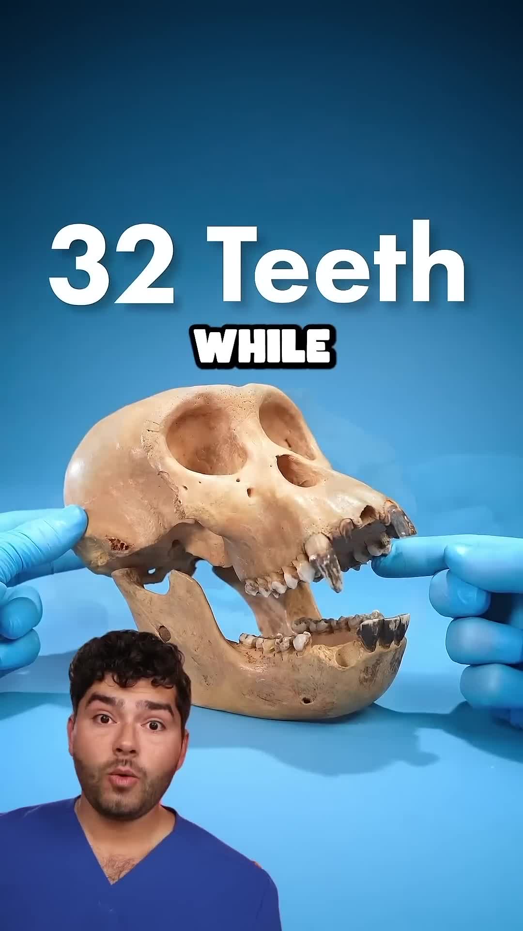 Learn animal teeth! W/ @OddAnimalSpecimens