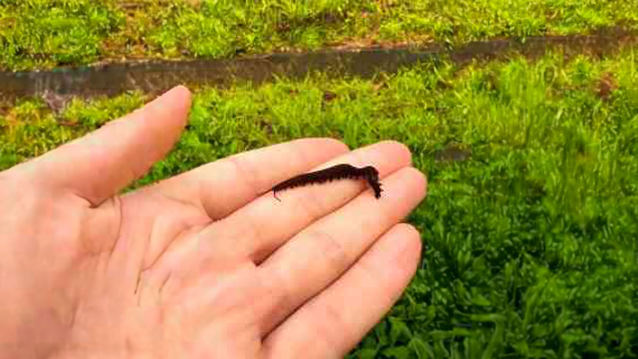 Uncovering the ancient prehistoric worm