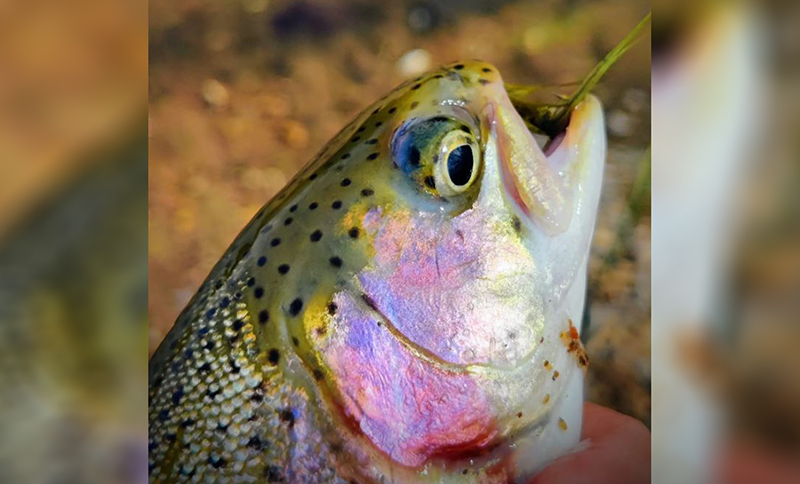 List: First WVDNR trout stockings for 2026