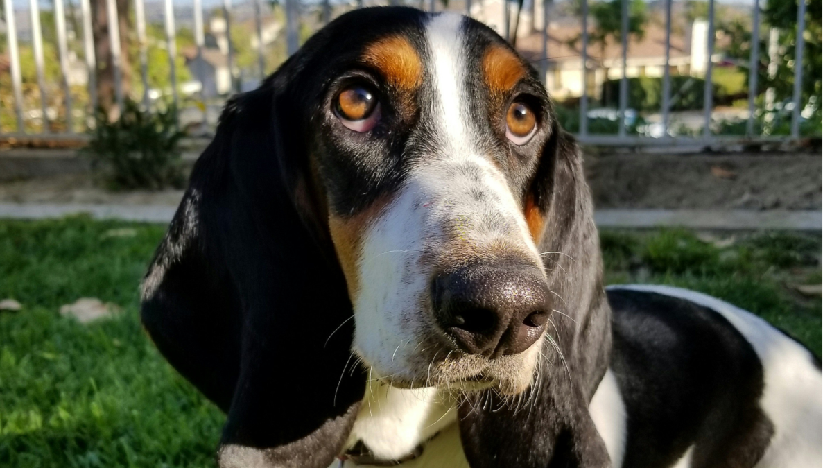 Basset hound admiring his Jellycat collection really believes they’re ...