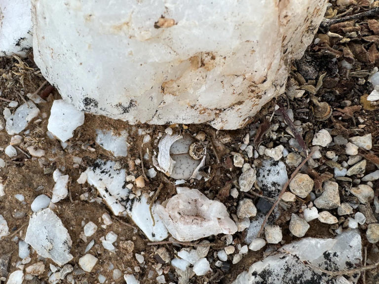 Photos: Kew Gardens’ top 10 newly named plants and fungi for 2025