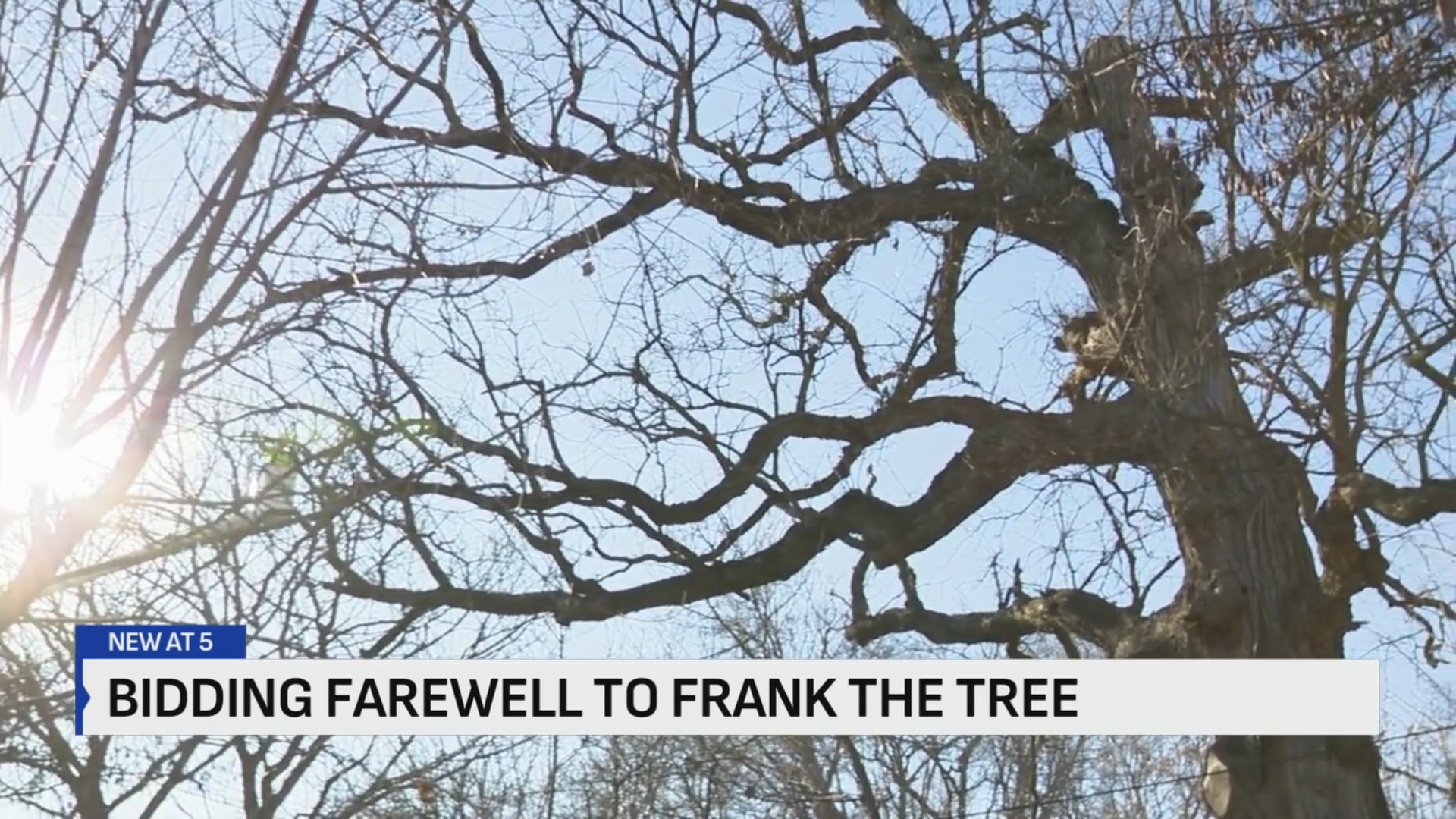 Community members bid farewell to beloved 250-year-old oak tree