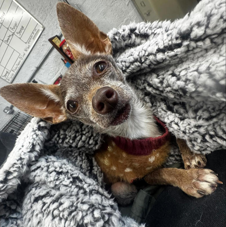 Looking for your shadow? This 4-pound Chihuahua will never leave your side