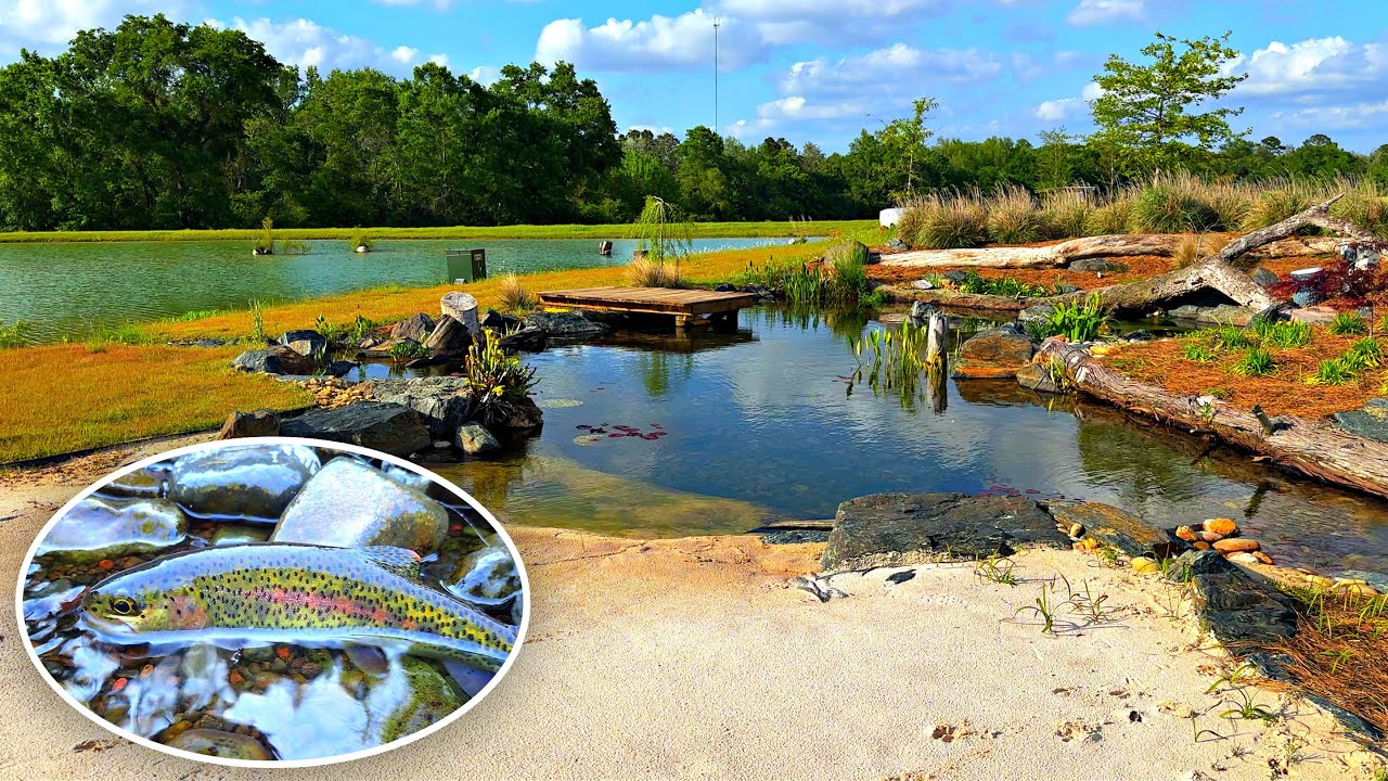 Adding baby rainbow trout to the 5 acre pond!