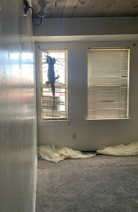 Giant lizard found abandoned in Alameda