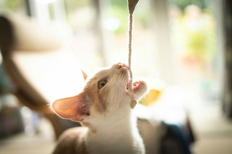 Why your cat bites you, and how to make it stop