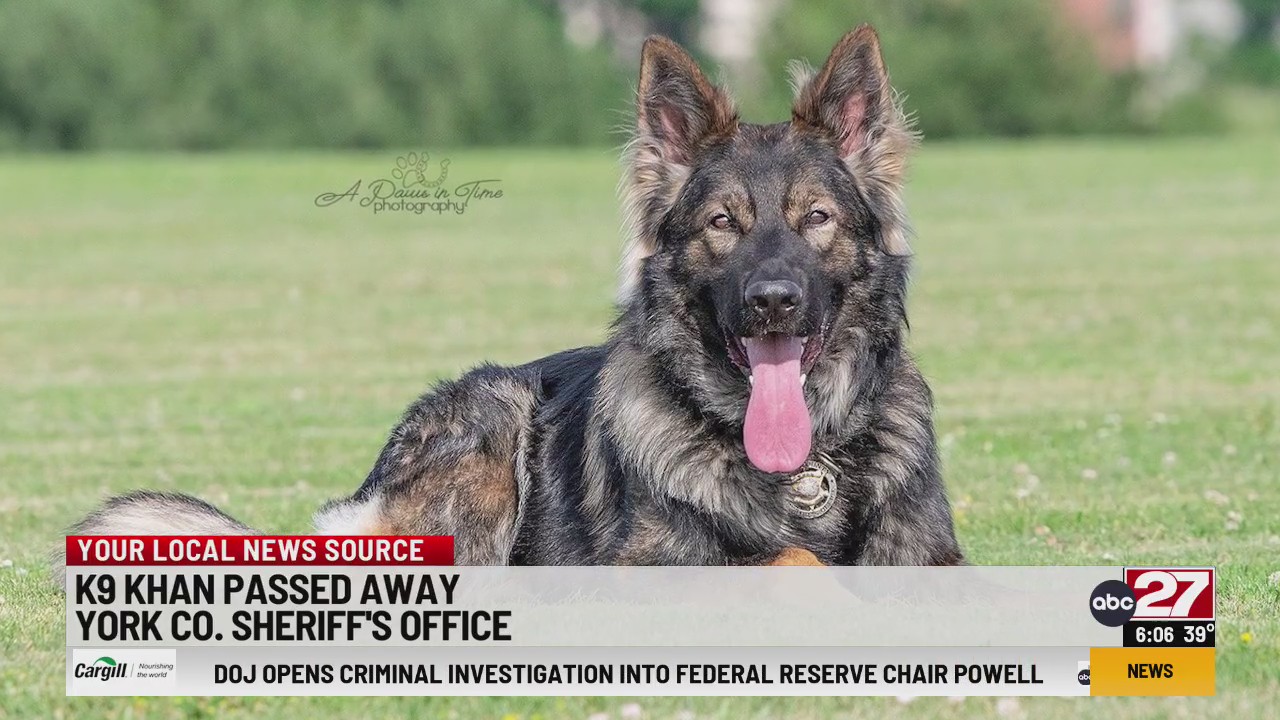 York County K9 dies days ahead of retirement