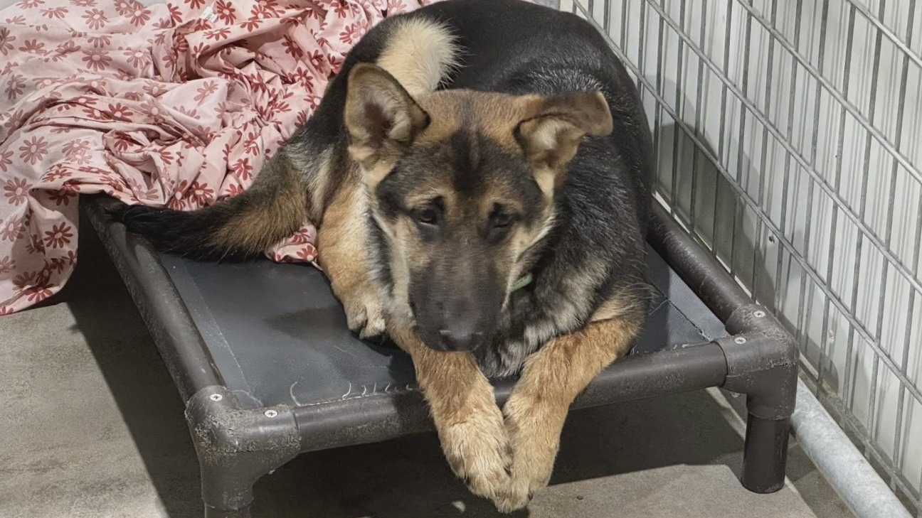 56 dogs removed from Hopkins County ranch in animal cruelty investigation