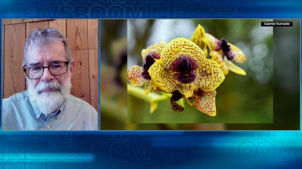 Scientists celebrate top 10 new plant and fungi species of 2025