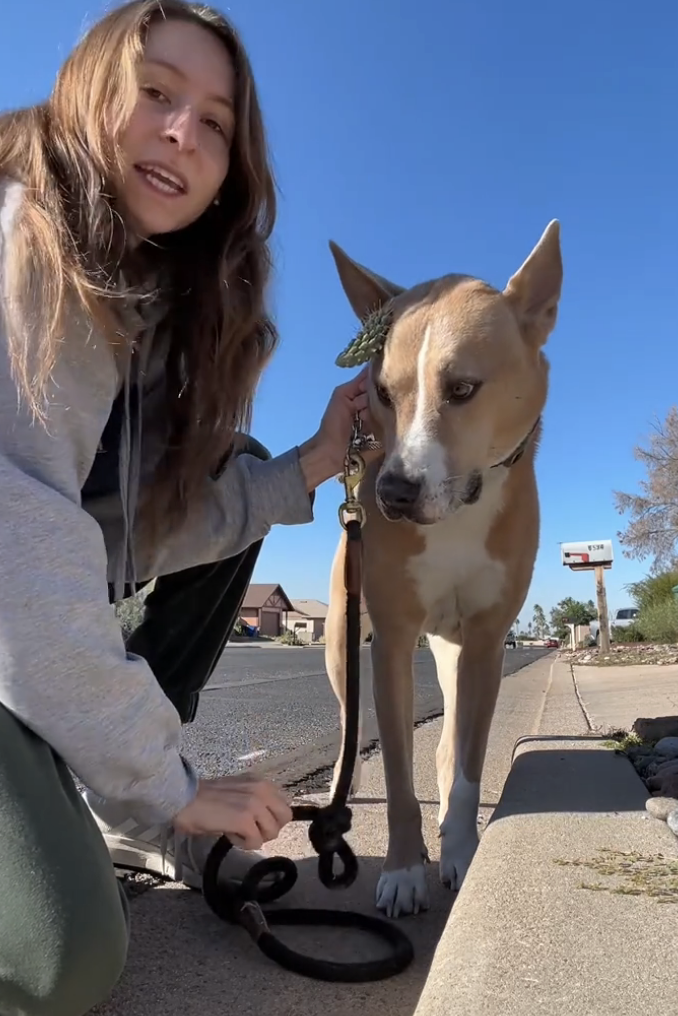 This dog’s walk took a sharp turn when a cactus got stuck to His head