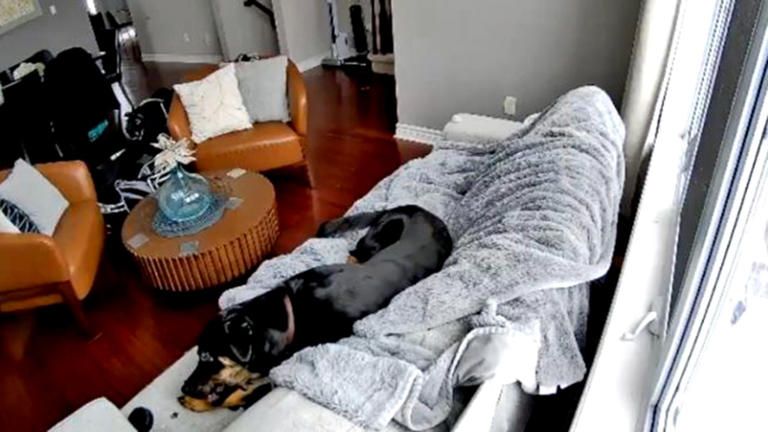 Family dog rescued after chewing battery-powered heated glove, sparking ...