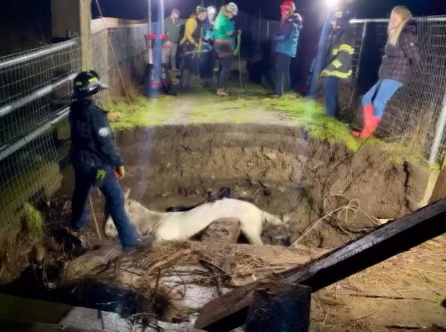 Enumclaw horse survives bridge collapse, being trapped in muddy creek