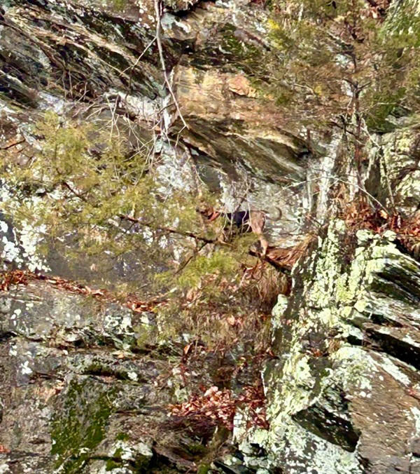 Brave rescue: Dog’s escape leads to river rescue by Wintergreen fire team