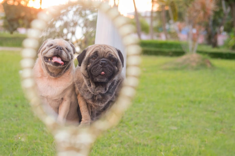 Little pug has serious beef with her reflection and it's pure comedy