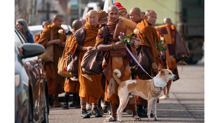 Aloka the peace dog to undergo surgery, group says