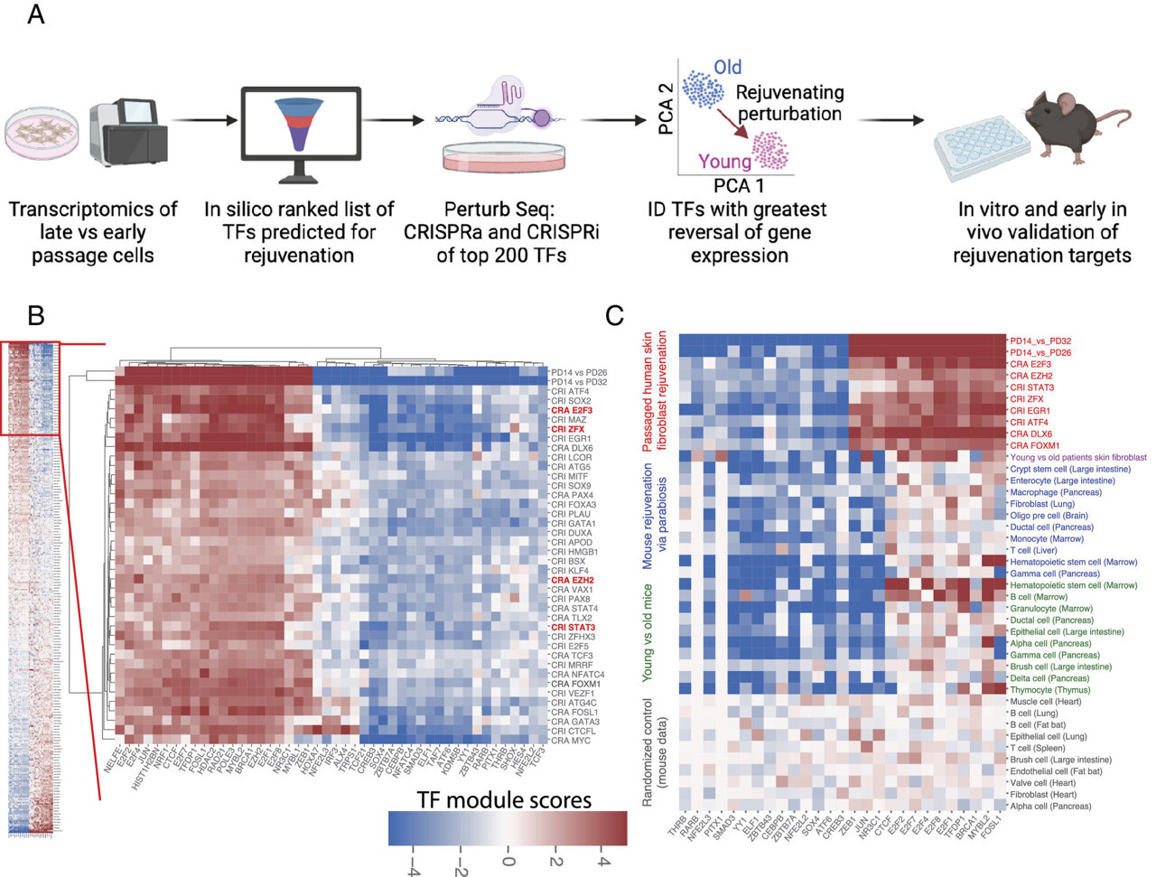 Tissue repair slows in old age. These proteins speed it back up