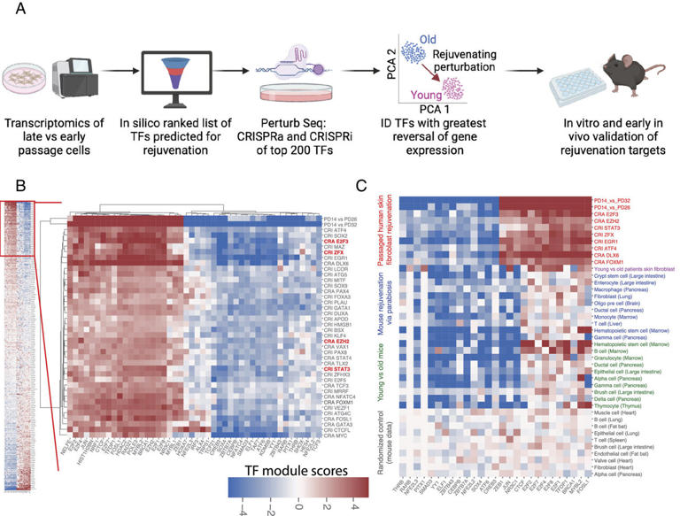 Tissue repair slows in old age. These proteins speed it back up