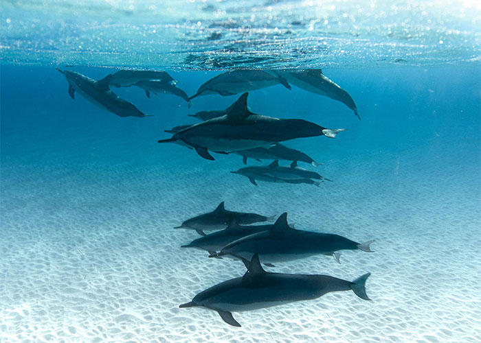 People are sharing their favorite animal facts that never cease to ...