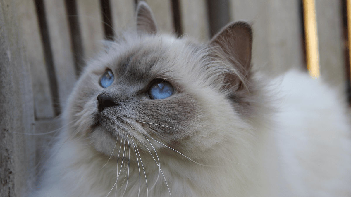 Subtle signs that indicate your cat trusts its human (even though it ...