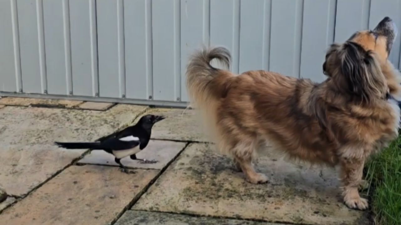 Morning fun: Magpie sneaks behind dog and moves away teasingly