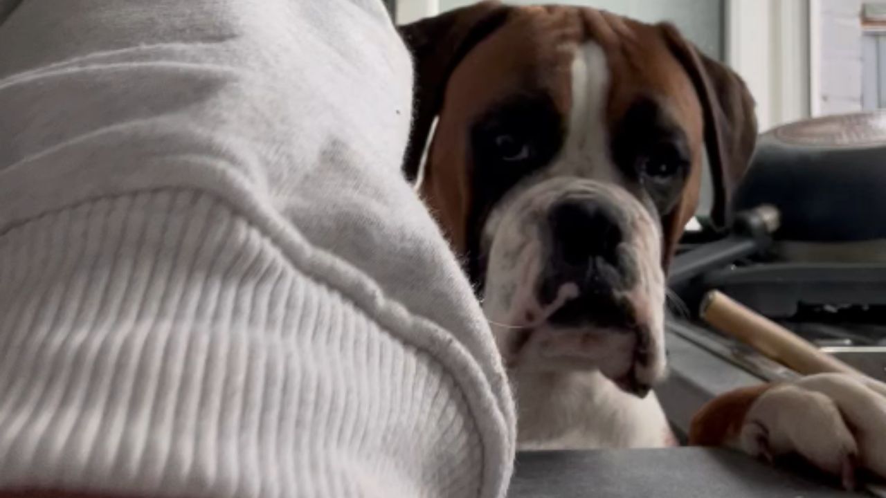 Adorable boxer pup struggles to wait for her food as owner's playful ...