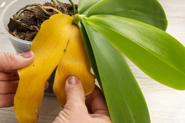 5 red flags that don't actually mean you're a bad plant parent (they're ...