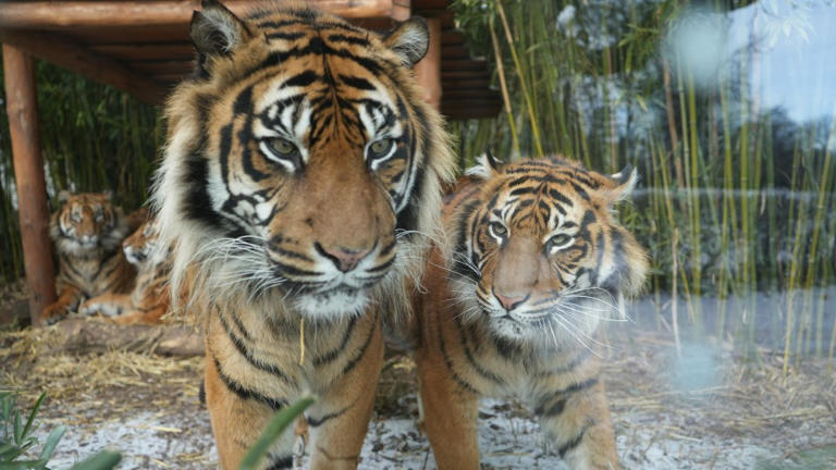 Co w tym roku przygotowało ZOO we Wrocławiu dla zwiedzających? Czy ...