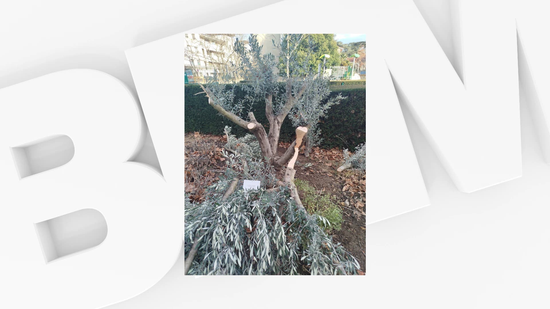 Un « acte indigne » : un arbre hommage à Ilan Halimi partiellement ...