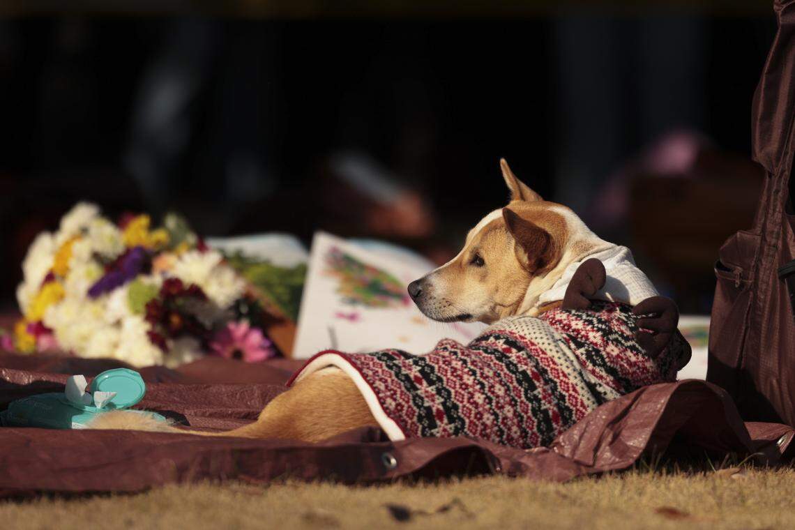 Do they talk? Can you pet their dog? How to interact with the monks in ...