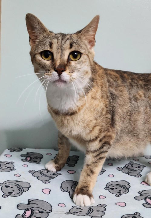 Hope for Life Rescue seeks donations for pregnant cat’s care