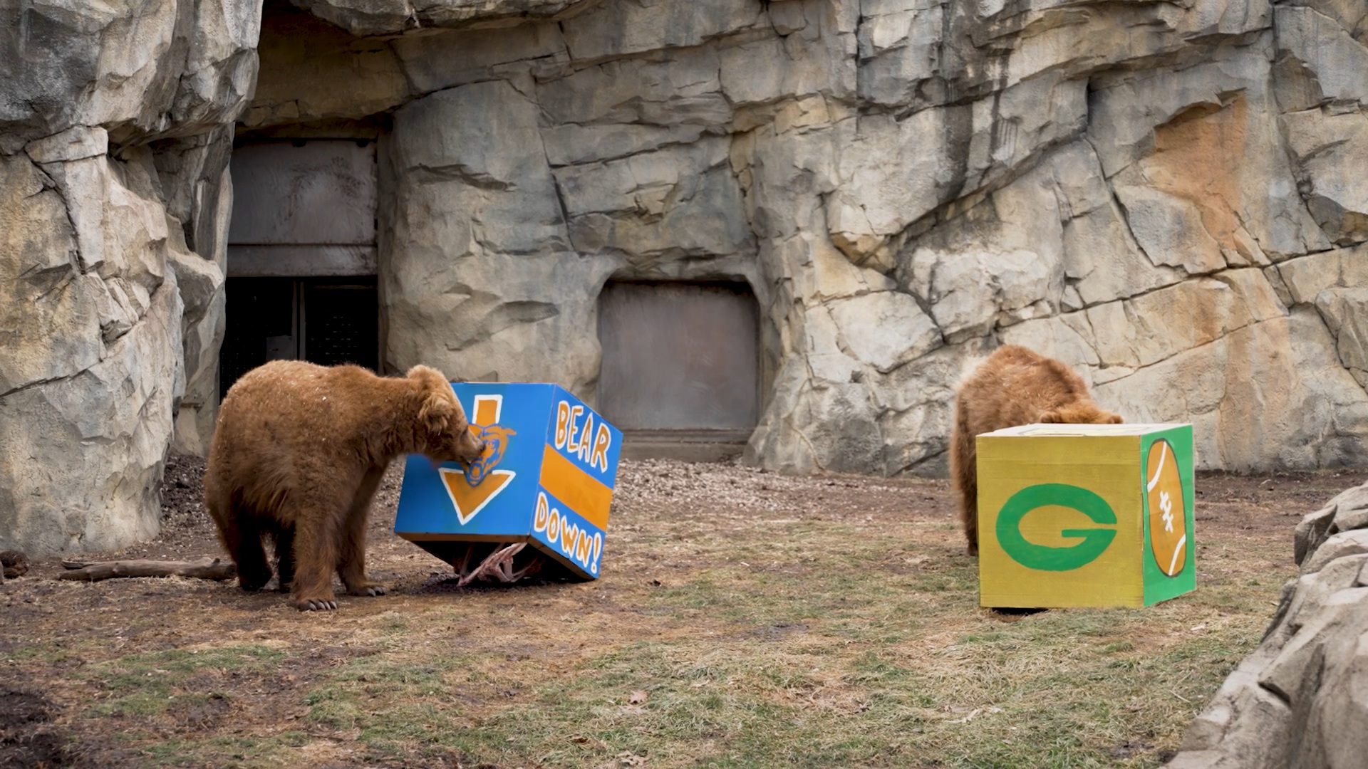 Watch adorable brown bears play with NFL-themed enrichment boxes at ...