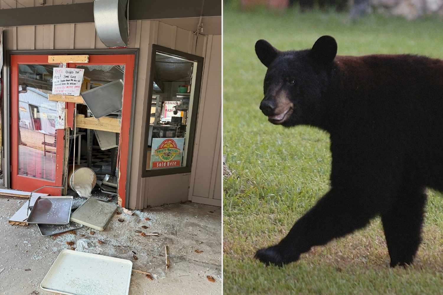 Tenn. candy store ransacked by hungry 'persistent' bear for the fourth time