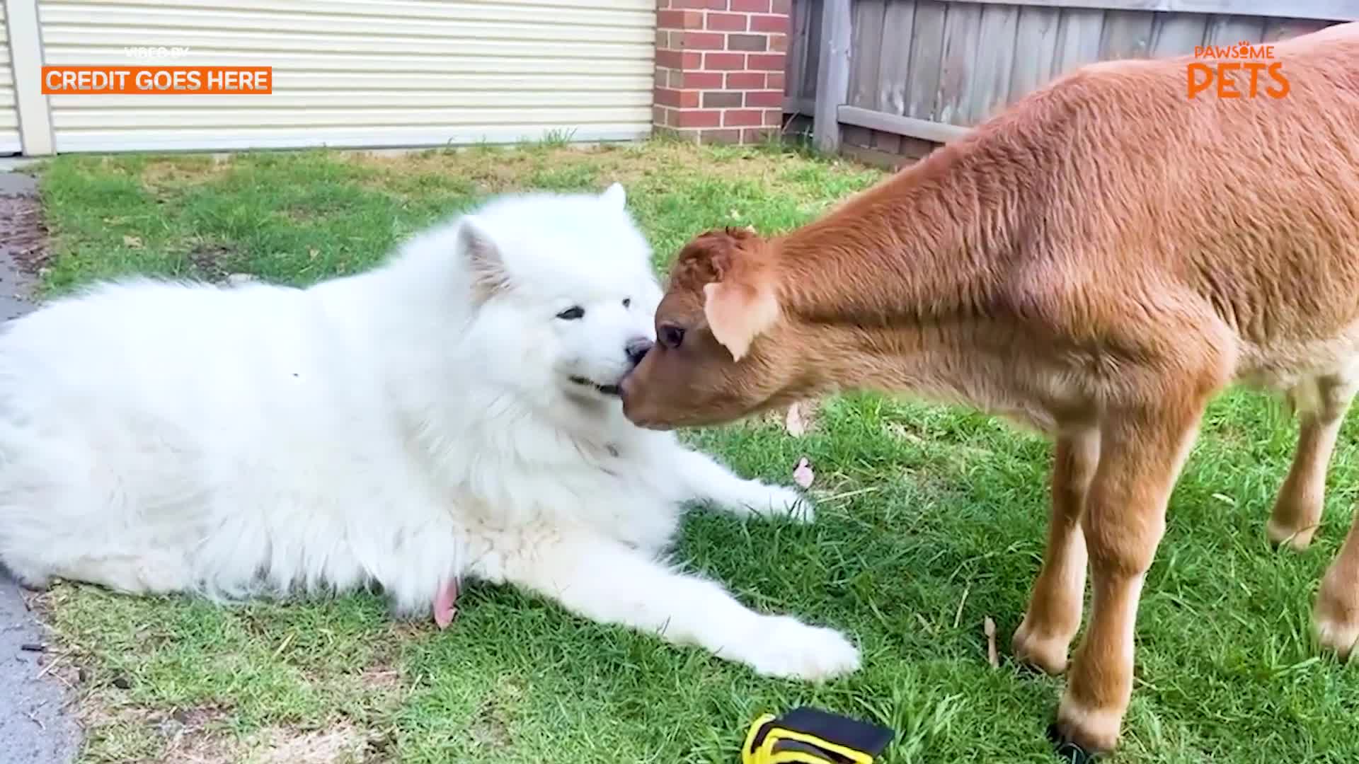 Dog looks after foster cows
