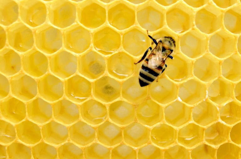 Extreme heat waves disrupt honey bee thermoregulation and threaten ...