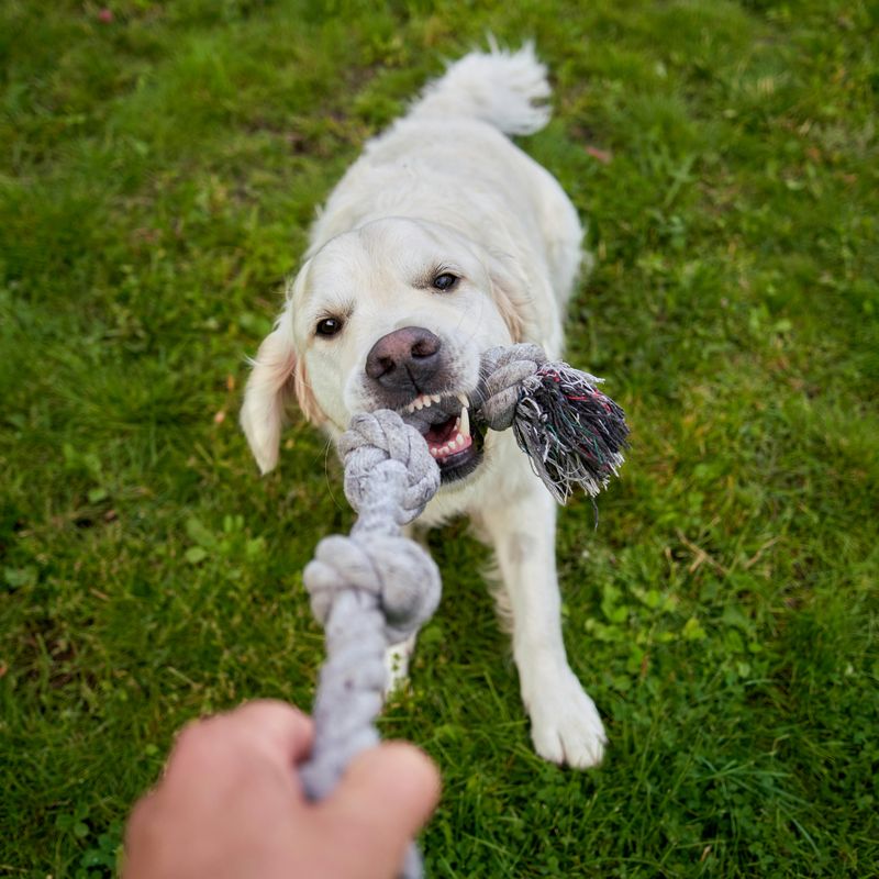 8 simple things that make your dog happier than walks and treats