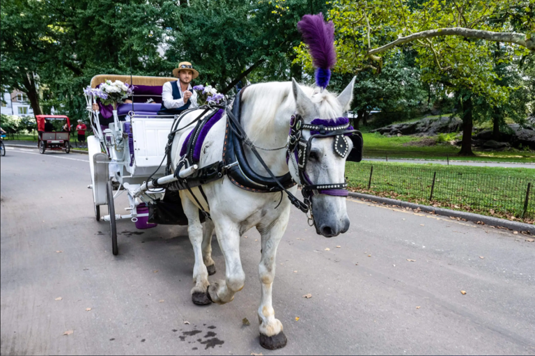 Video of runaway carriage horse barreling through Midtown traffic ...