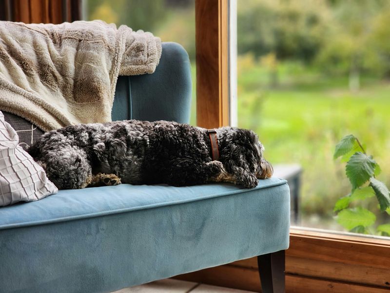 Dogs raised with cats develop social habits most owners don’t expect