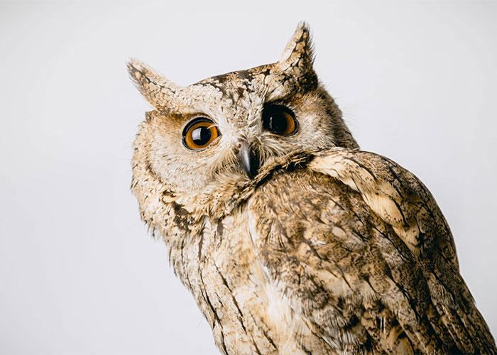 People are sharing their favorite animal facts that never cease to ...