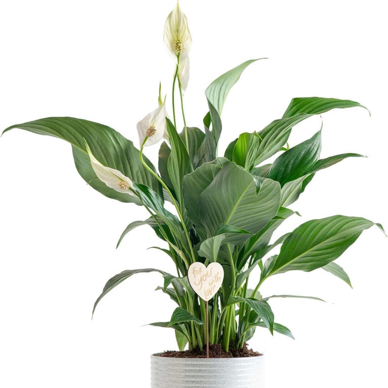Want a fresher feeling home? Get yourself a peace lily, say scientists