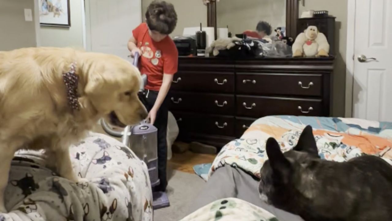 French bulldog's hilarious grudge against vacuums captured on camera