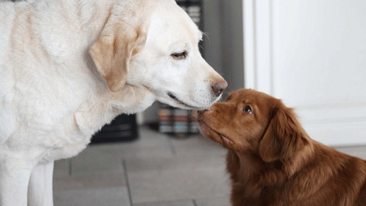 6 smells that dogs hate but that many people use at home