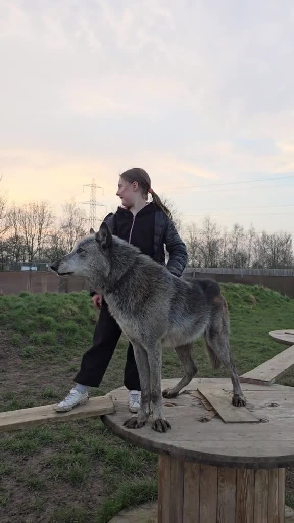 Sharing a sunset howl with my wolf best friend