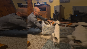 Daisy and Dobby's Boxing Day tradition